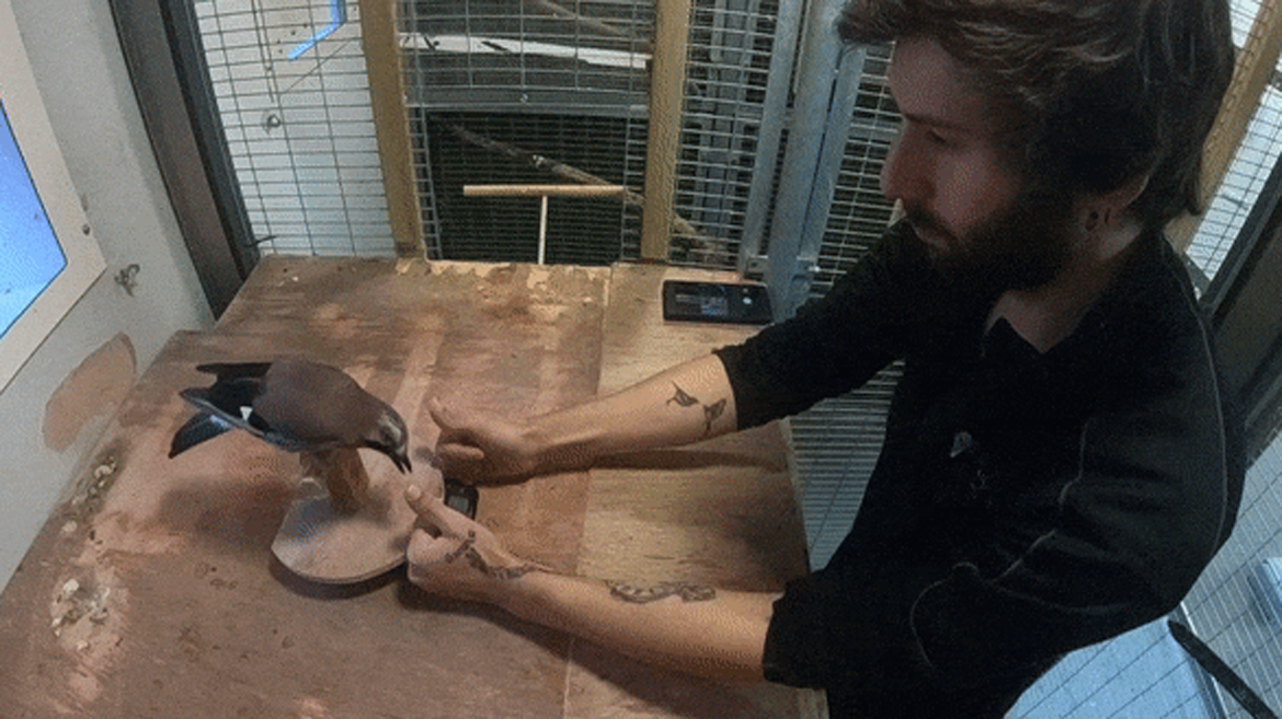 Tricking Birds With Magic | - Technology, Science & Other News