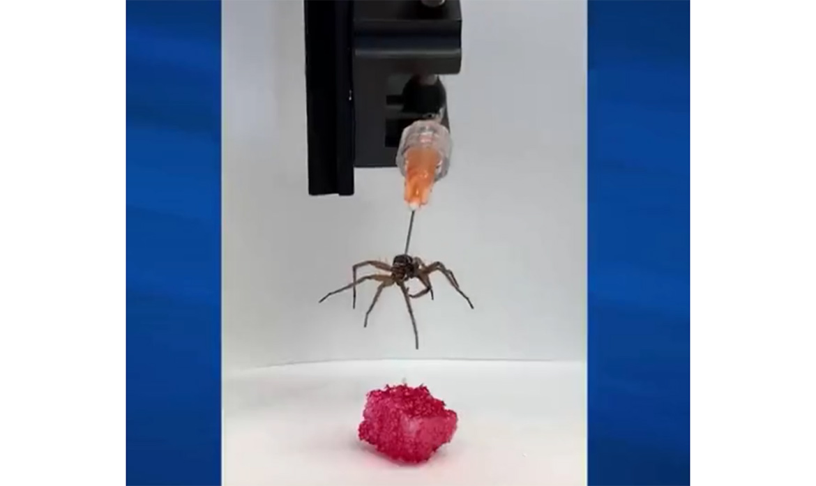 Dead Spider Grappling Hooks | - Technology, Science & Other News